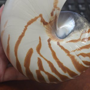 Striped CHAMBERED NAUTILUS SHELL Sliced 6" - Etsy