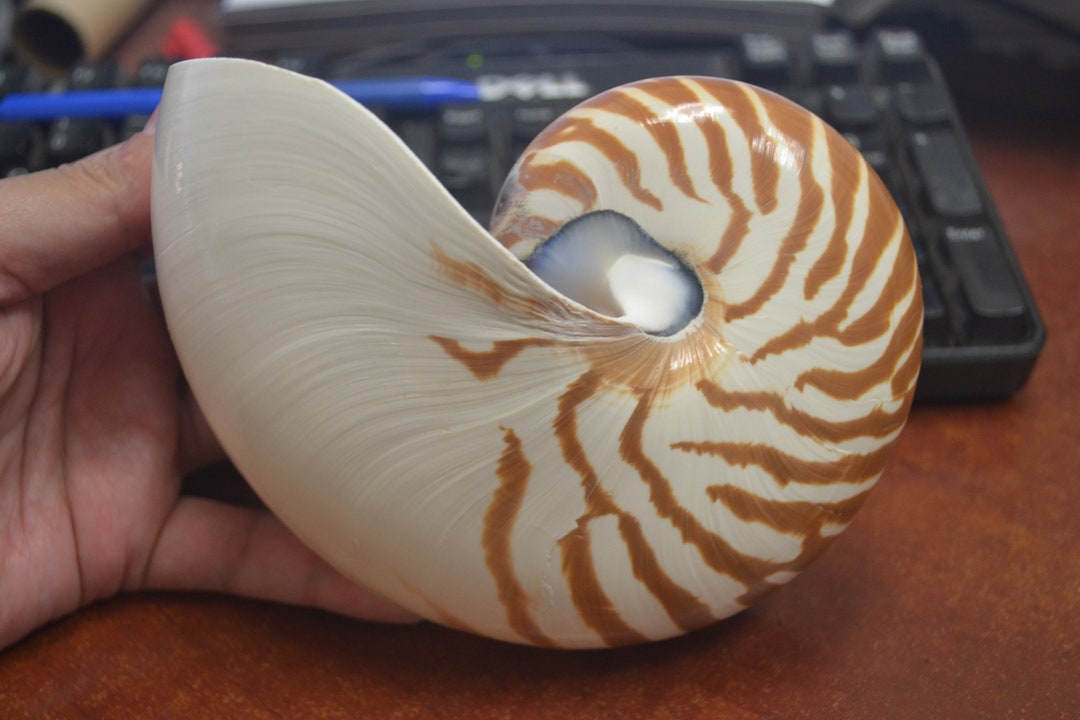 Striped CHAMBERED NAUTILUS SHELL Cut Sliced 6 - Etsy