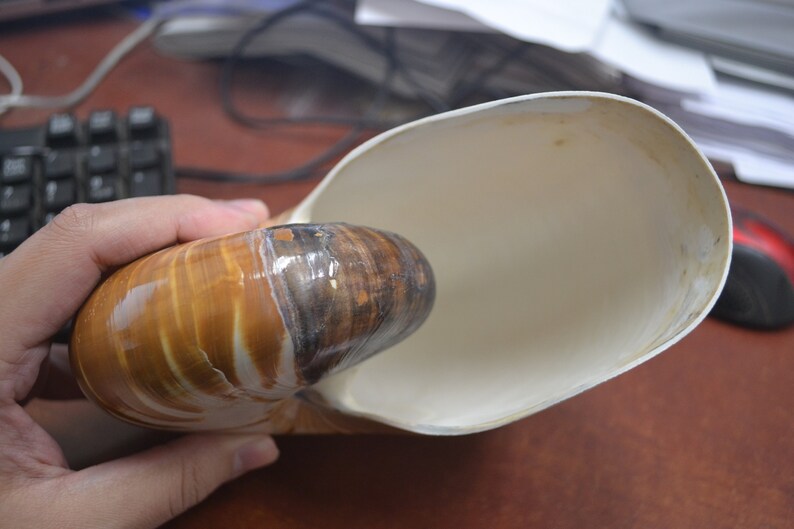 Brown Stripe CHAMBERED NAUTILUS Sea SHELL Beach Decoration - Etsy