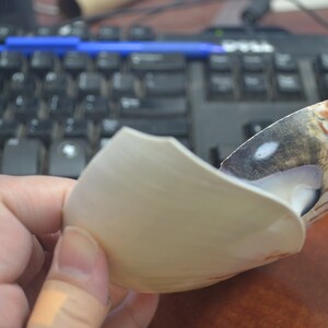 Natural CHAMBERED NAUTILUS Sea SHELL Cut Sliced Beach Craft 6 - Etsy