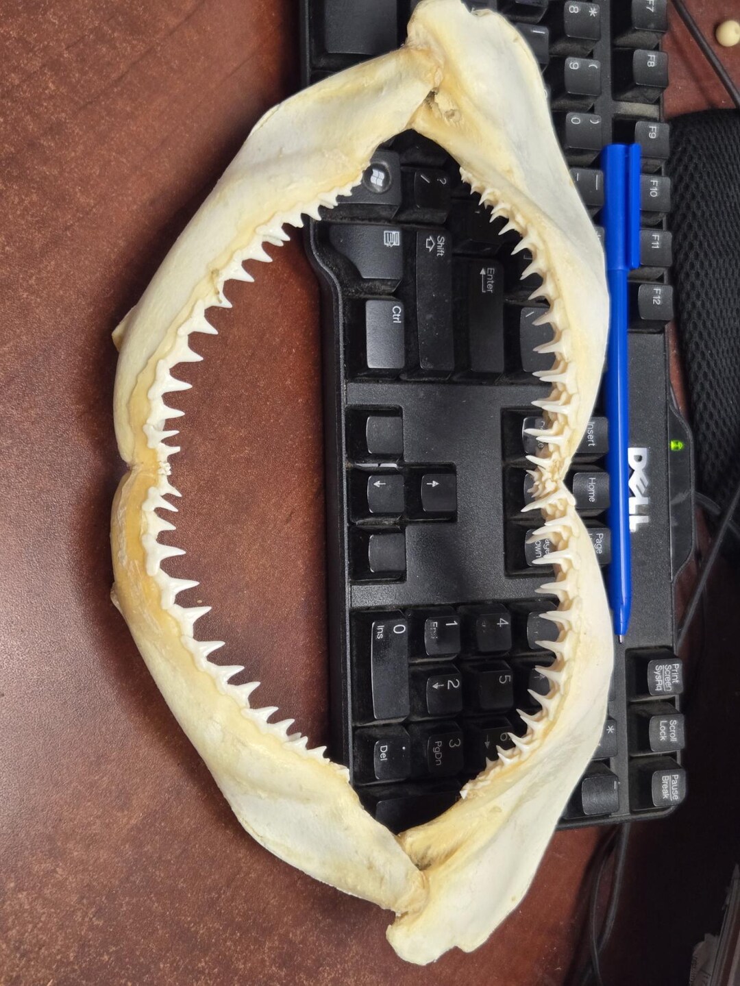 Real BLACKTIP SHARK Jaw 12 - Etsy