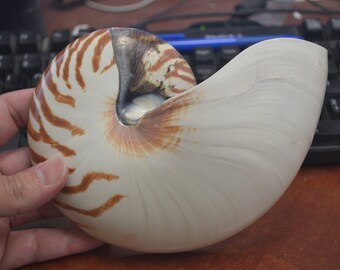 Natural CHAMBERED NAUTILUS Sea SHELL Cut Sliced Beach Craft 6 - Etsy