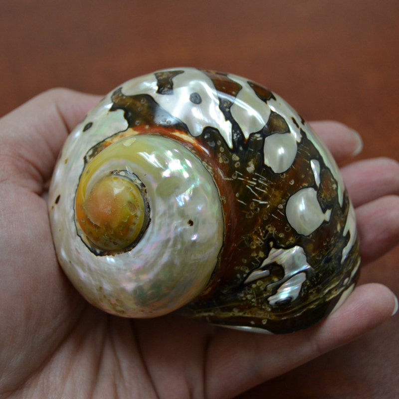 African Turbo Shells for Crabs - Etsy