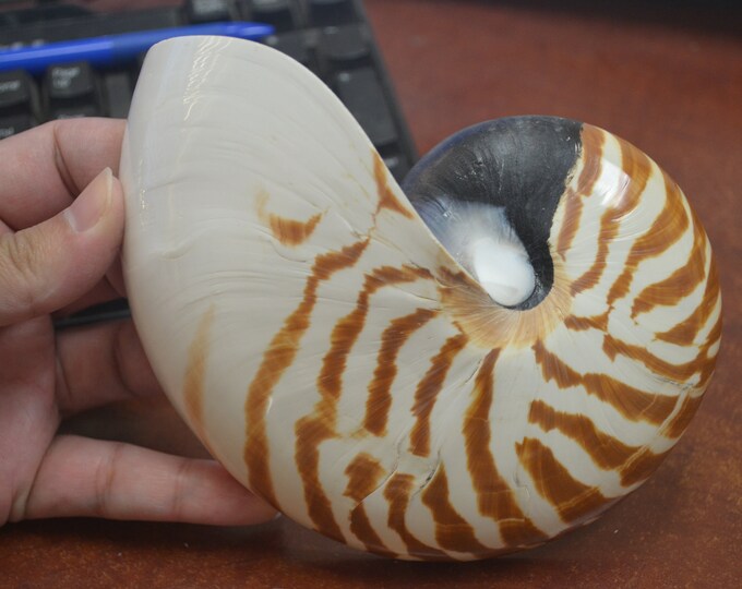 Natural CHAMBERED NAUTILUS Sea SHELL Cut Sliced Beach Craft 6 - Etsy