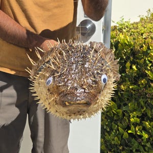 Porcupine PUFFER BLOWFISH 21" - Etsy