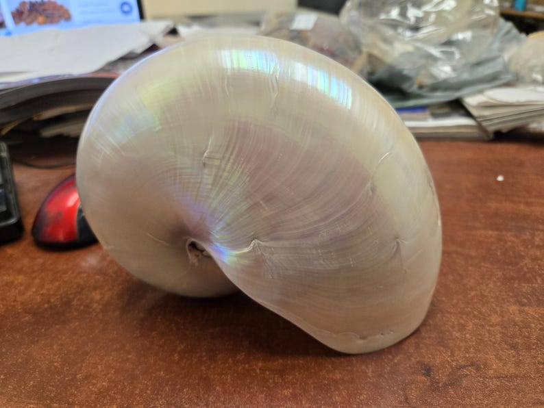 White PEARL NAUTILUS SHELL 7" - Etsy