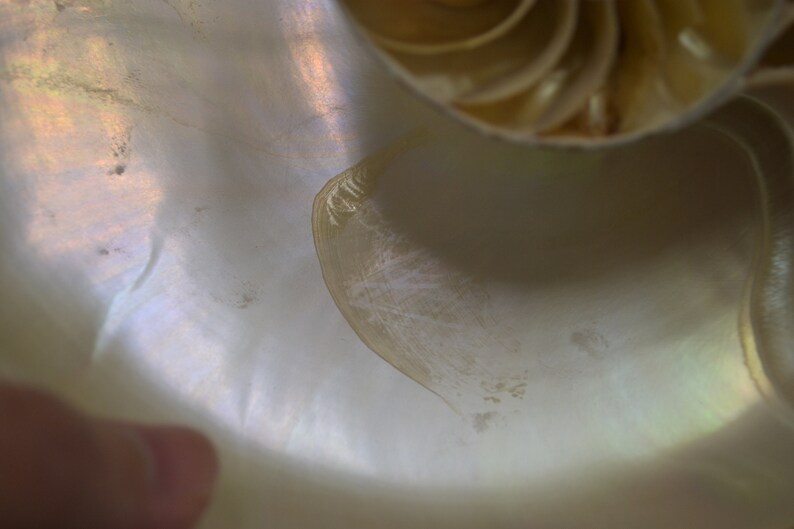 Natural CHAMBERED NAUTILUS Sea SHELL Cut Sliced Beach Craft - Etsy