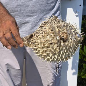 Porcupine PUFFER BLOWFISH 10" - Etsy