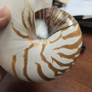 Brown Stripe CHAMBERED NAUTILUS Sea SHELL 7" - Etsy
