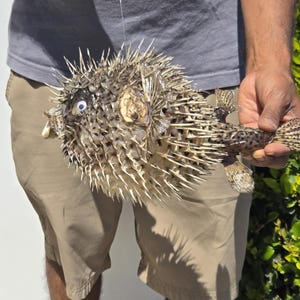 Porcupine PUFFER BLOWFISH 10" - Etsy