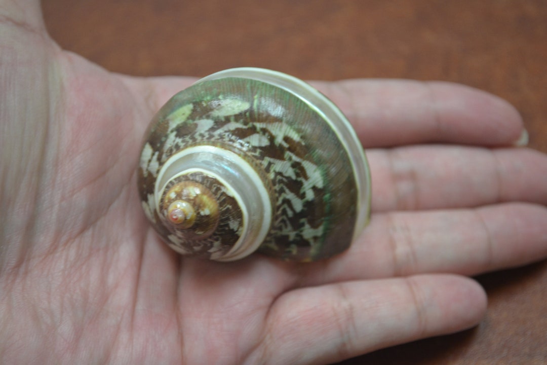 Brown Banded Petholatus Jade Turbo Shell 2" - 2 1/2" - Etsy