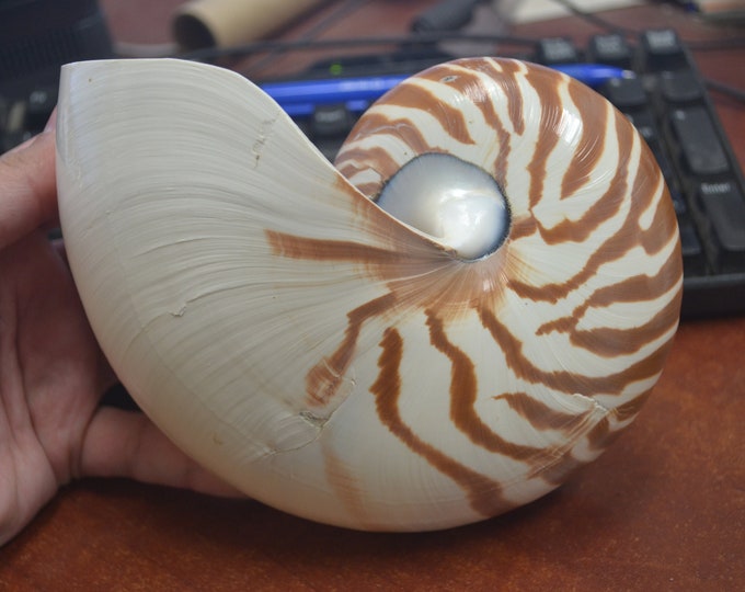 Natural CHAMBERED NAUTILUS Sea SHELL Cut Sliced Beach Craft 6" - Etsy