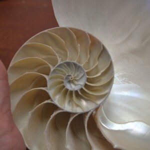 Natural CHAMBERED NAUTILUS Sea SHELL Cut Sliced Beach Craft 7 - Etsy
