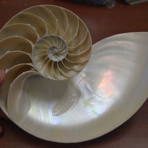 Natural CHAMBERED NAUTILUS Sea SHELL Cut Sliced Beach Craft 7 - Etsy