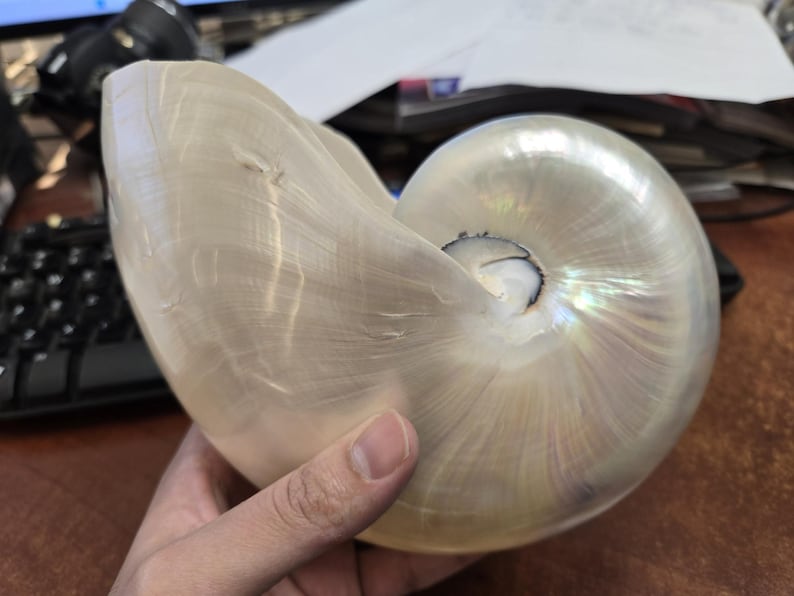 White PEARL NAUTILUS SHELL 7" - Etsy