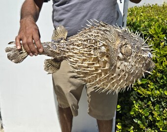Real Dried Porcupine Blowfish 8 Inches Long With Hanger - Etsy