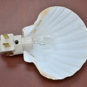 DEEP SCALLOP Sea Shell NIGHTLIGHT - Etsy