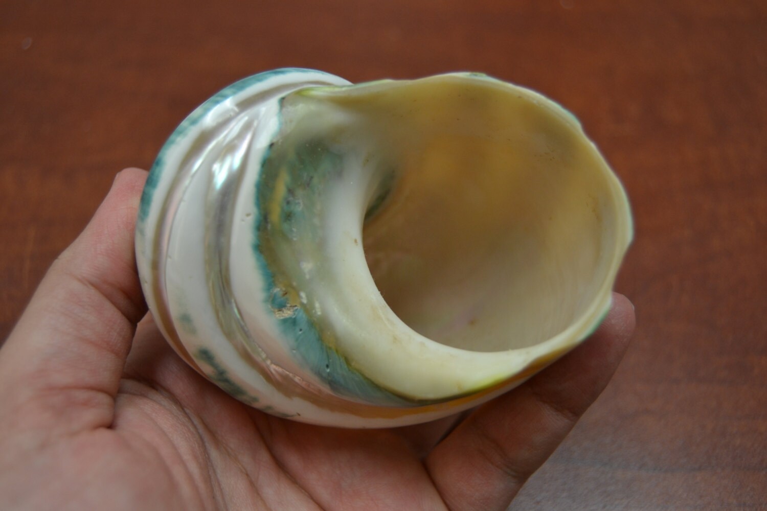 Polished GREEN JADE Banded Turbo Shell 3 1/2" - 4" - Etsy