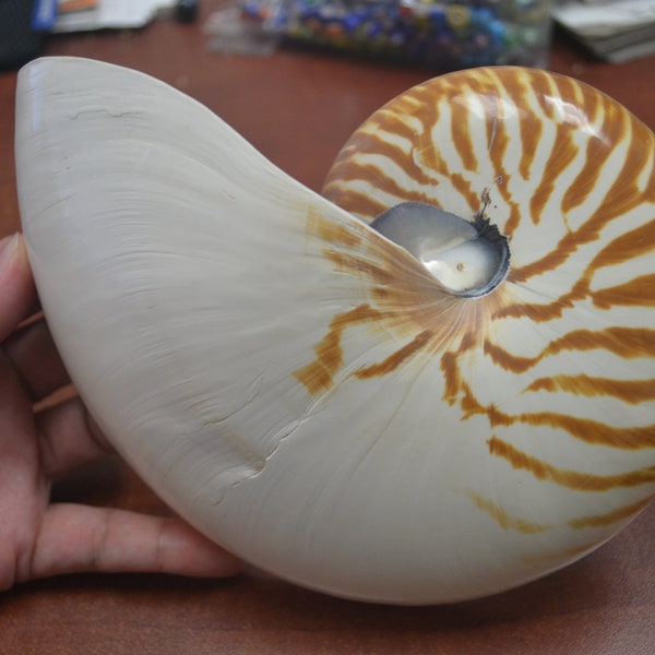 Large Nautilus Shell - Etsy
