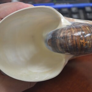 Brown Stripe CHAMBERED NAUTILUS Sea SHELL 6 1/2 - Etsy