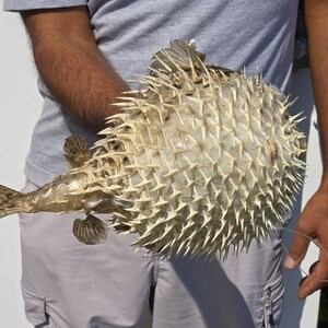 Porcupine PUFFER BLOWFISH 10" - Etsy