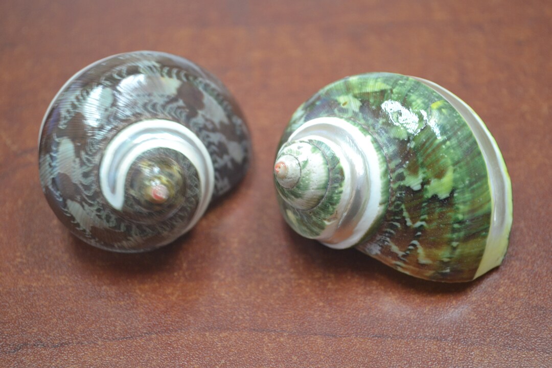 2 Pcs Banded PETHOLATUS JADE TURBO Shell 2" - 2 1/2" - Etsy