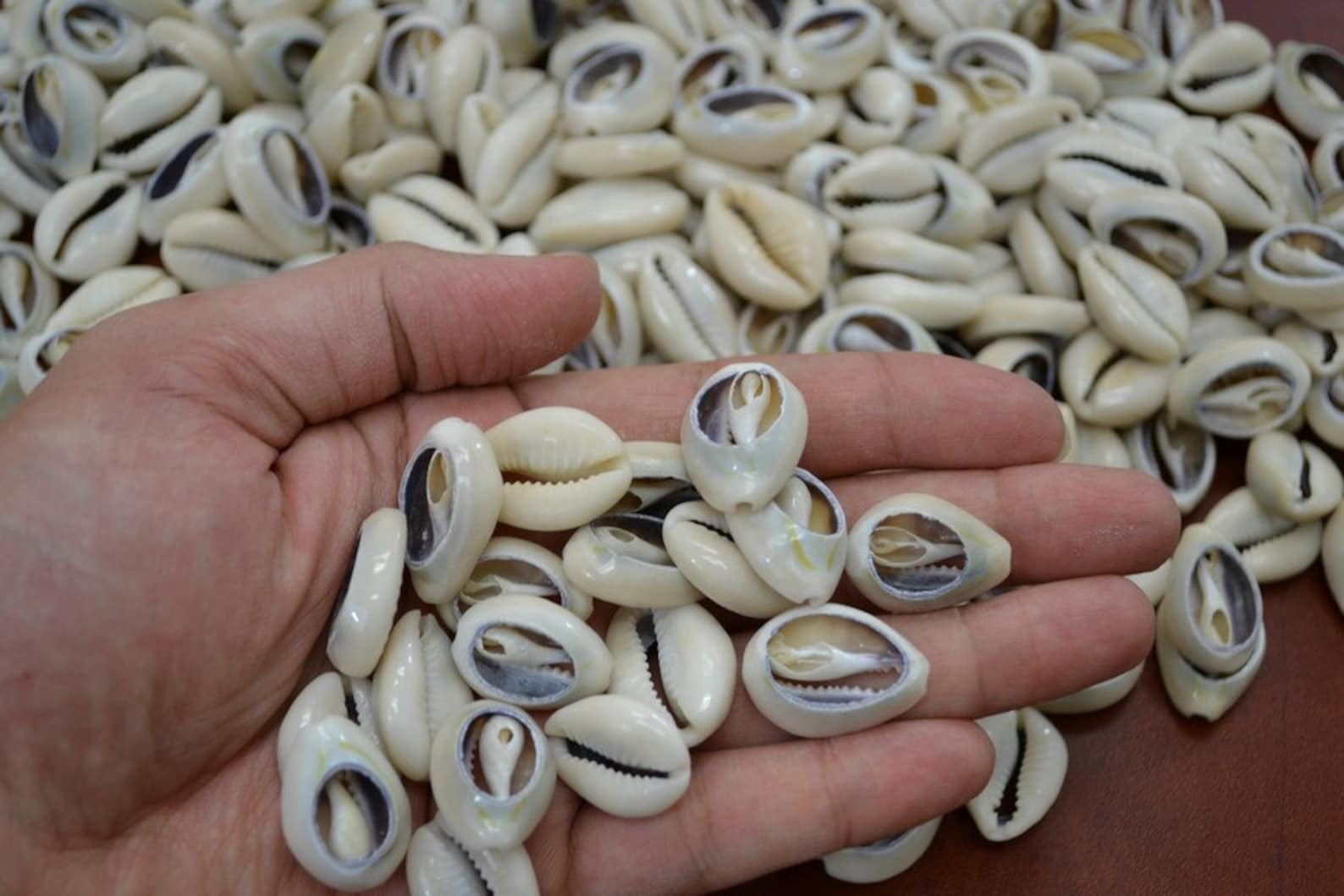 Bulk Cut Sea Shell Loose Cowrie One Pound - Etsy