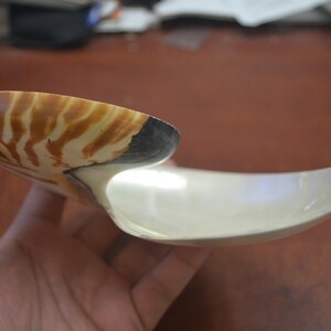 Natural CHAMBERED NAUTILUS Sea SHELL Cut Sliced Beach Craft - Etsy