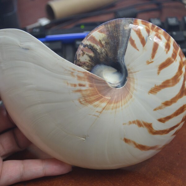 Large Nautilus Shell - Etsy