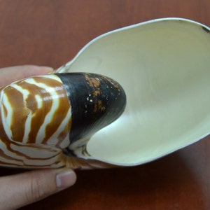 Large Brown Striped CHAMBERED NAUTILUS SHELL Decoration - Etsy