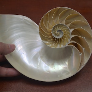 Natural CHAMBERED NAUTILUS Sea SHELL Cut Sliced Beach Craft - Etsy