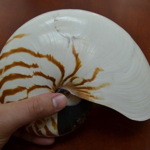 Large Brown Striped CHAMBERED NAUTILUS SHELL Decoration - Etsy