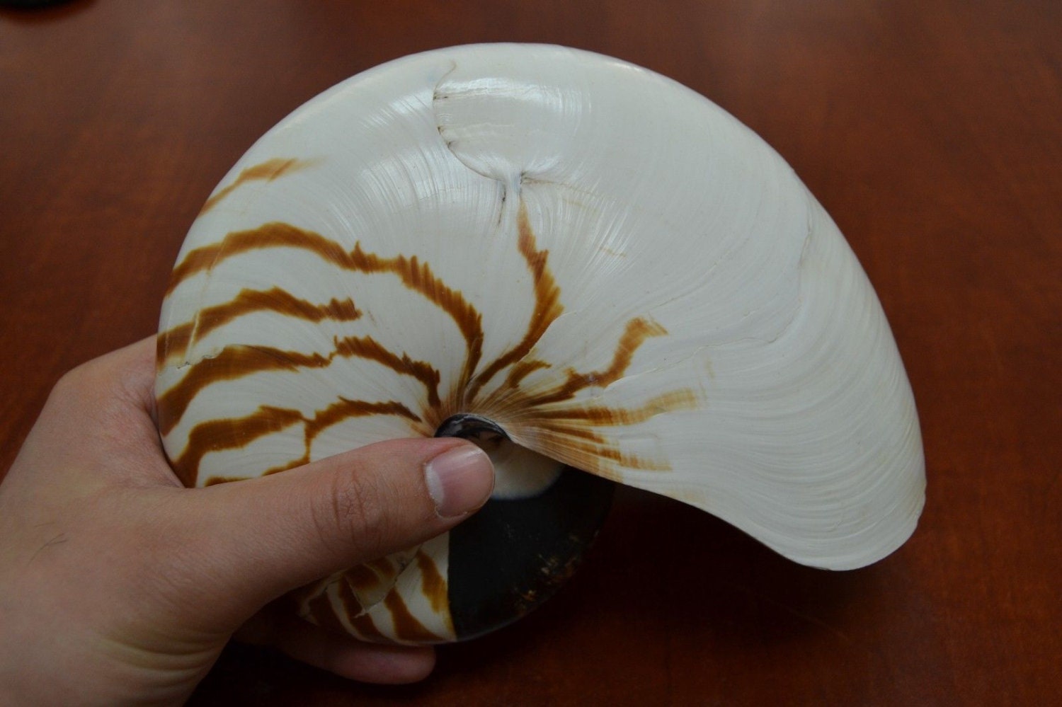 Large Brown Striped CHAMBERED NAUTILUS SHELL Decoration - Etsy