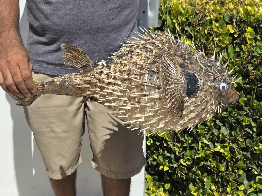 Porcupine PUFFER BLOWFISH 24" - Etsy