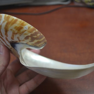 Natural CHAMBERED NAUTILUS Sea SHELL Cut Sliced Beach Craft - Etsy