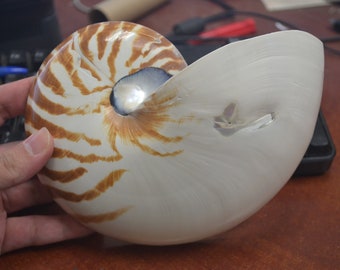 Nautilus Shell Ornament Beautifully Detailed Nautilus Shell Wood ...