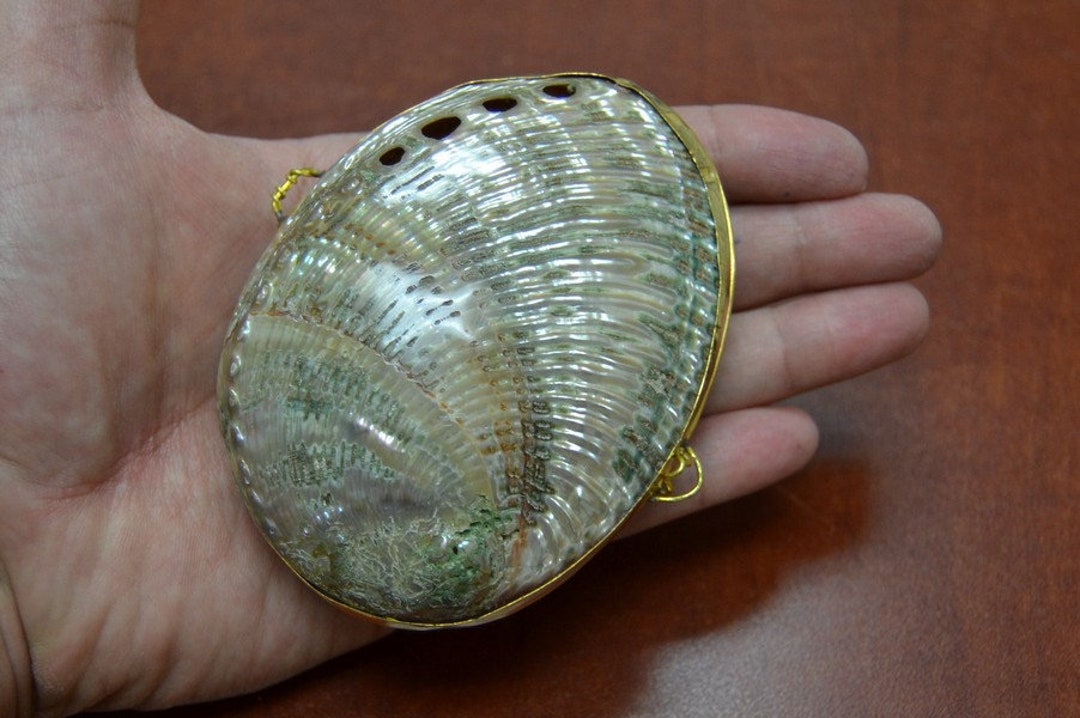 ABALONE Shell TRINKET Box - Etsy