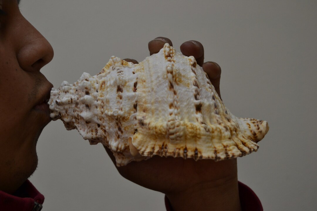 GAINT FROG BLOWING Shell 7" - Etsy