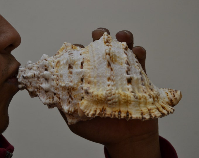 Imperial Volute Conch Shell Horn Spikes Unique Large Display Seashell ...