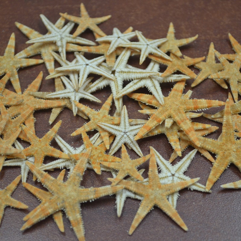 Starfish Decorations - Etsy