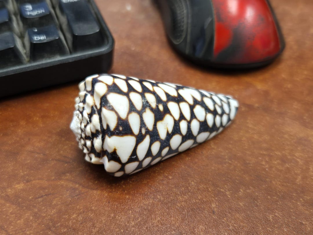 MARBLE Conus CONE Sea SHELL Decor 2 1/2" - Etsy