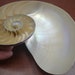 Natural CHAMBERED NAUTILUS Sea SHELL Cut Sliced Beach Craft 6 - Etsy