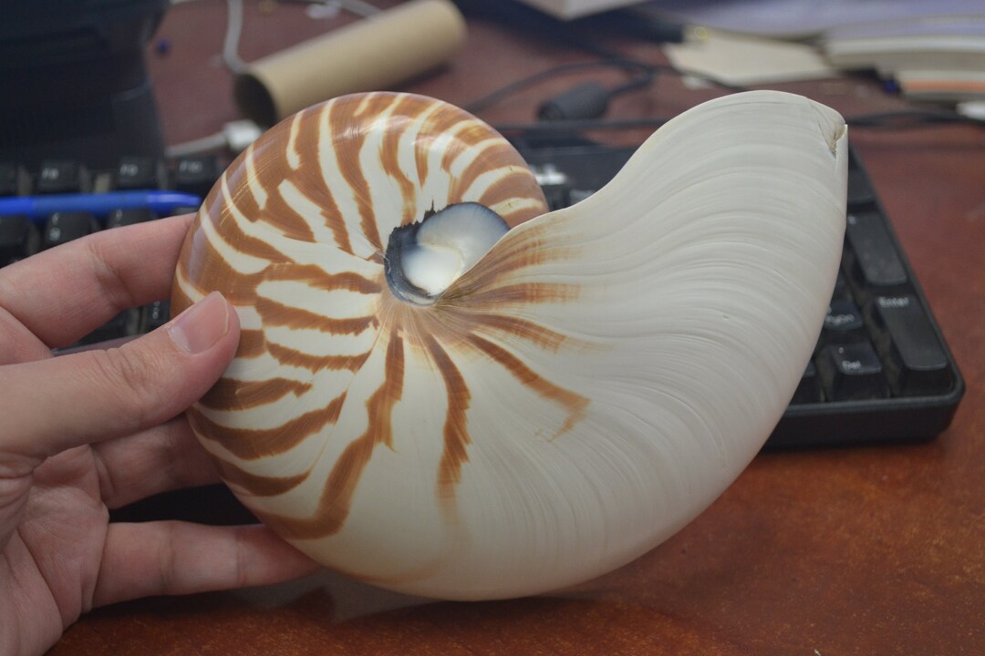 Natural CHAMBERED NAUTILUS Sea SHELL Cut Sliced Beach Craft 7 - Etsy