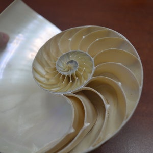 Natural CHAMBERED NAUTILUS Sea SHELL Cut Sliced Beach Craft - Etsy