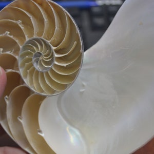 Natural CHAMBERED NAUTILUS Sea SHELL Cut Sliced Beach Craft 6 - Etsy