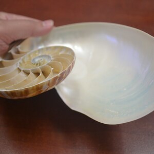 Natural CHAMBERED NAUTILUS Sea SHELL Cut Sliced Beach Craft - Etsy