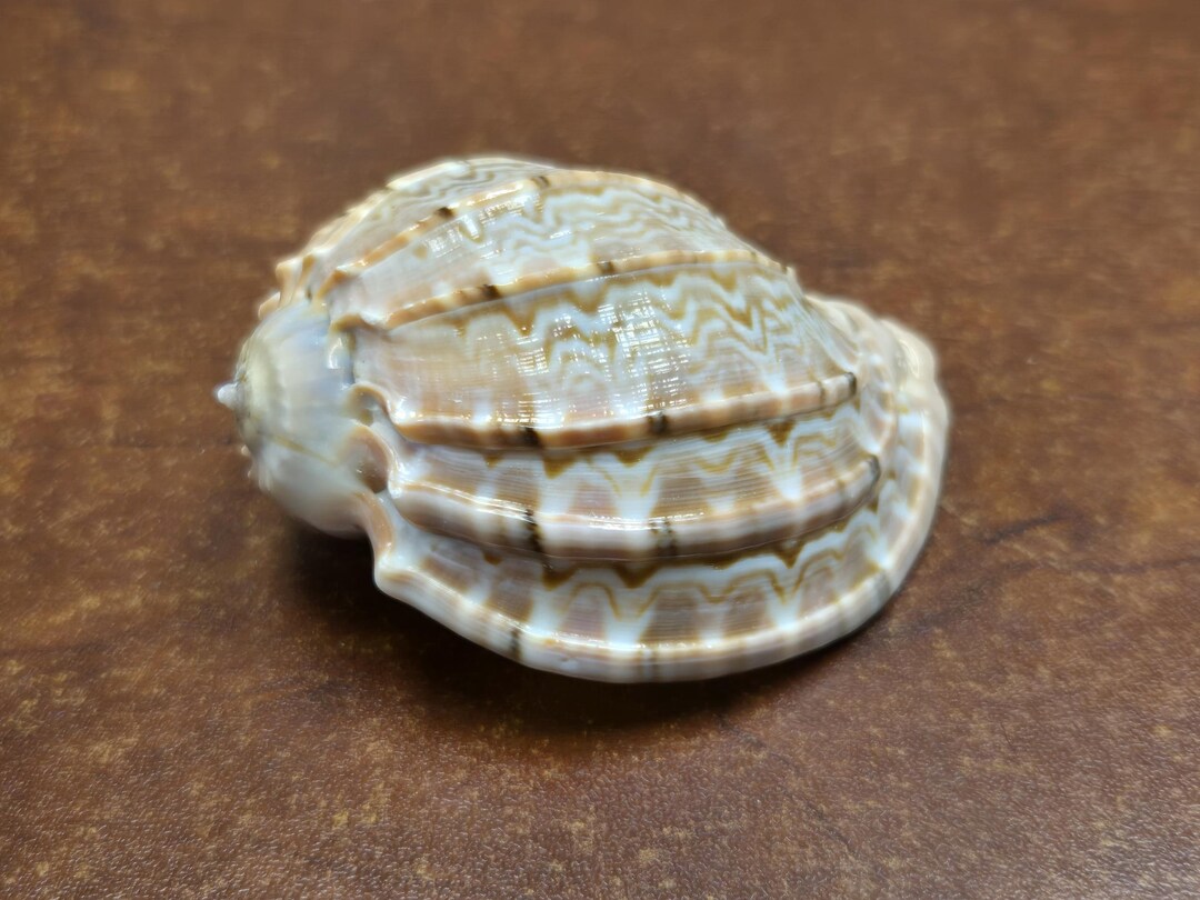 HARP DAVIDUS Shell 2 1/2" - 3" - Etsy
