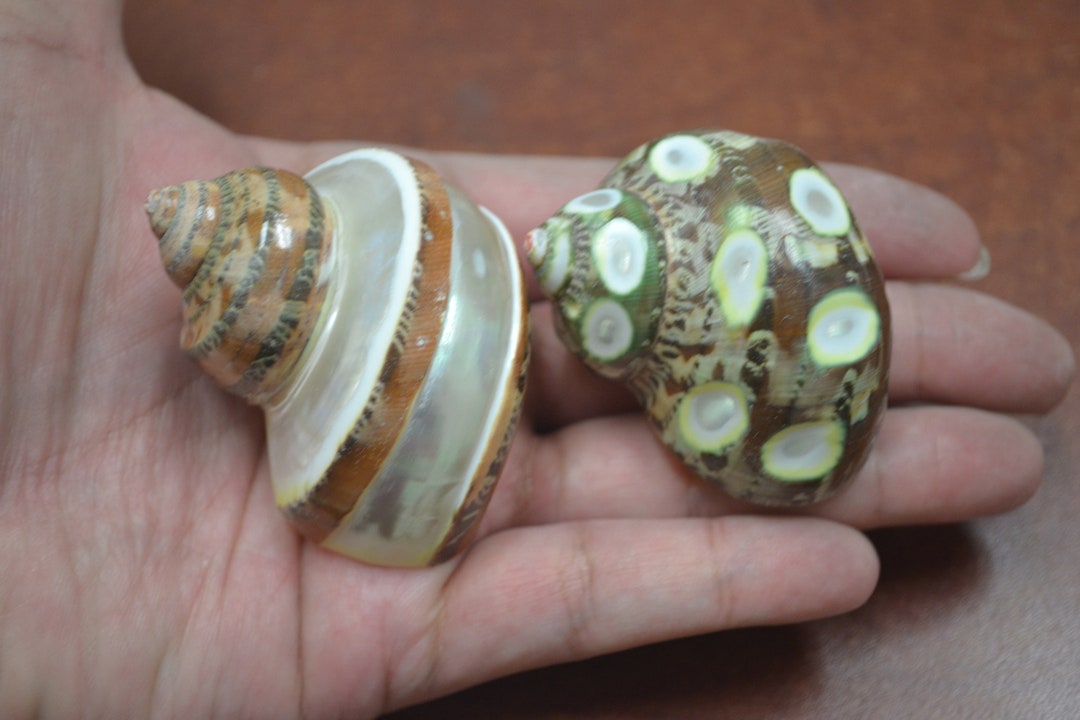Brown Spotted & Banded PETHOLATUS JADE TURBO Sea Shell 1 1/2" - 2" - Etsy