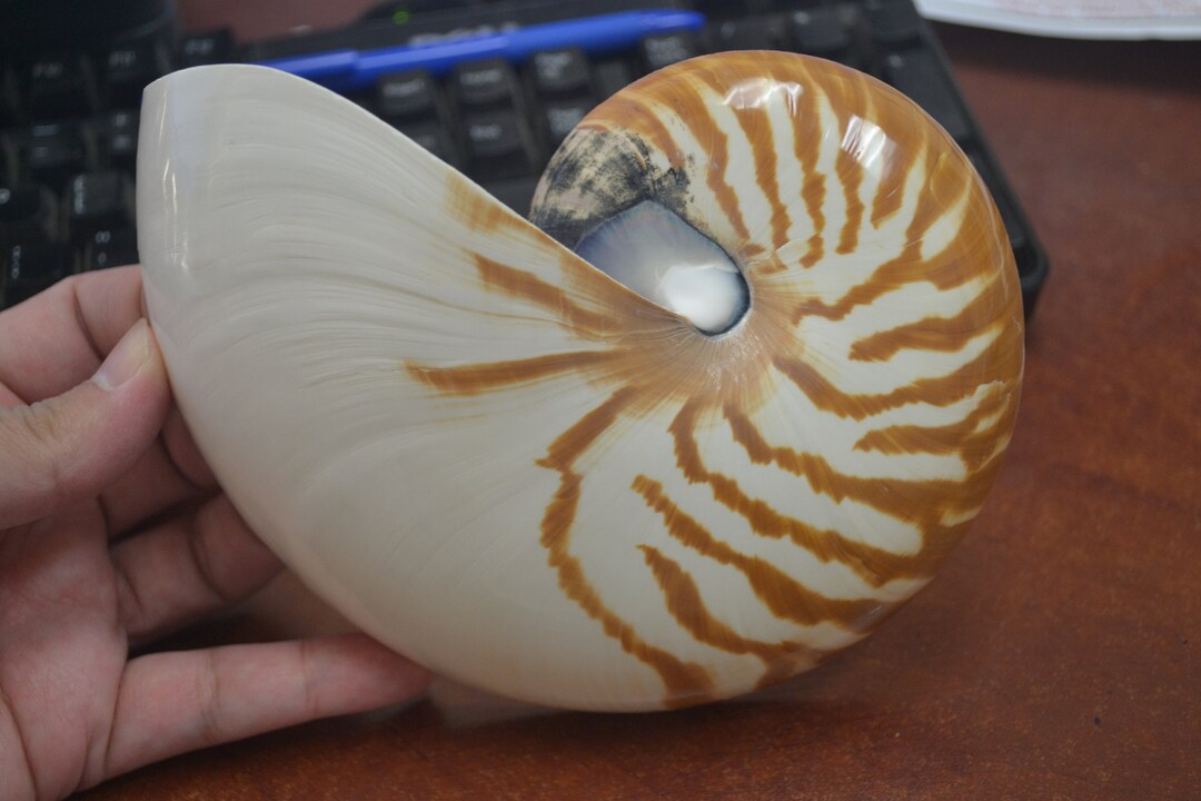 Natural CHAMBERED NAUTILUS Sea SHELL Cut Sliced Beach Craft 6 - Etsy