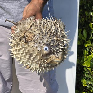 Porcupine PUFFER BLOWFISH 10" - Etsy